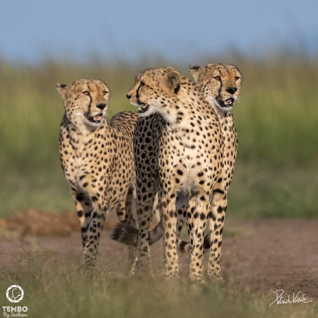 The Surviving Last of Tano Bora – Tembo By Jackson