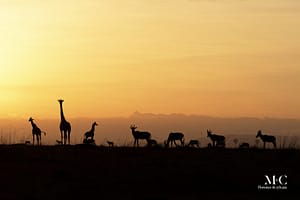 Why Your First Safari Should Be at Tembo by Jackson in the Maasai Mara ...